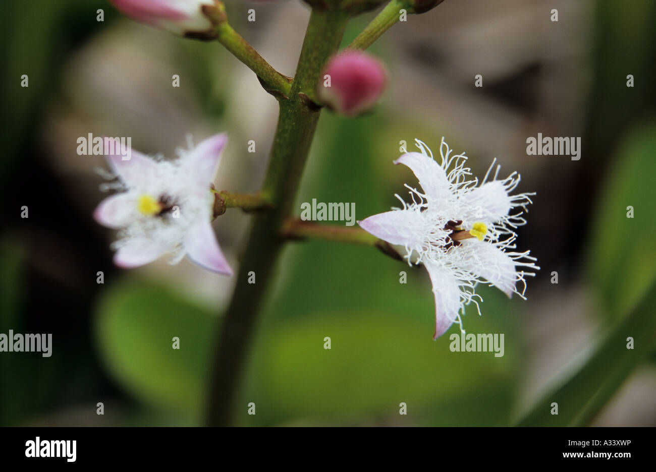 White flowers of bogbean hi-res stock photography and images - Alamy