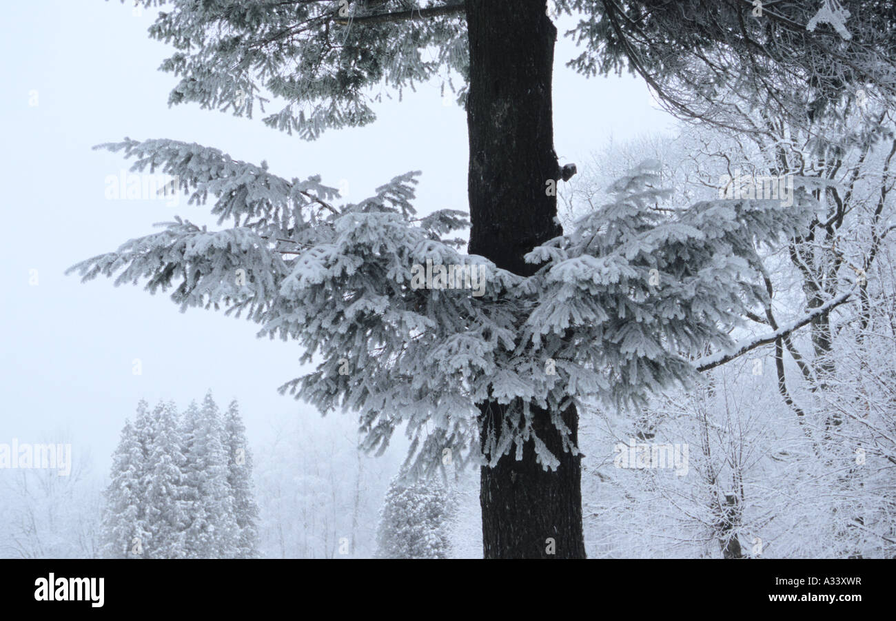 Conifer tree in park hi-res stock photography and images - Alamy