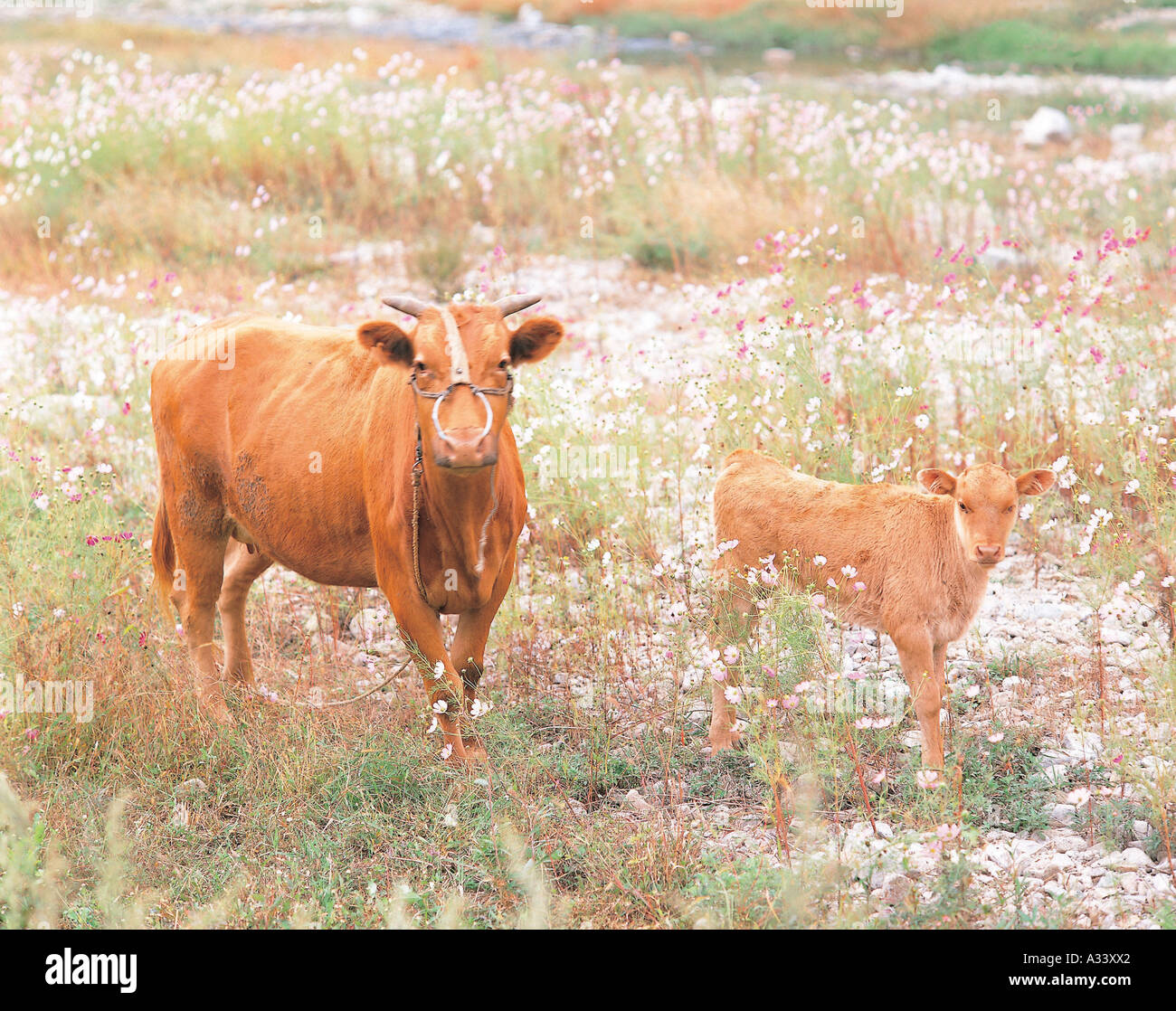 Korean native cattle hi-res stock photography and images - Alamy