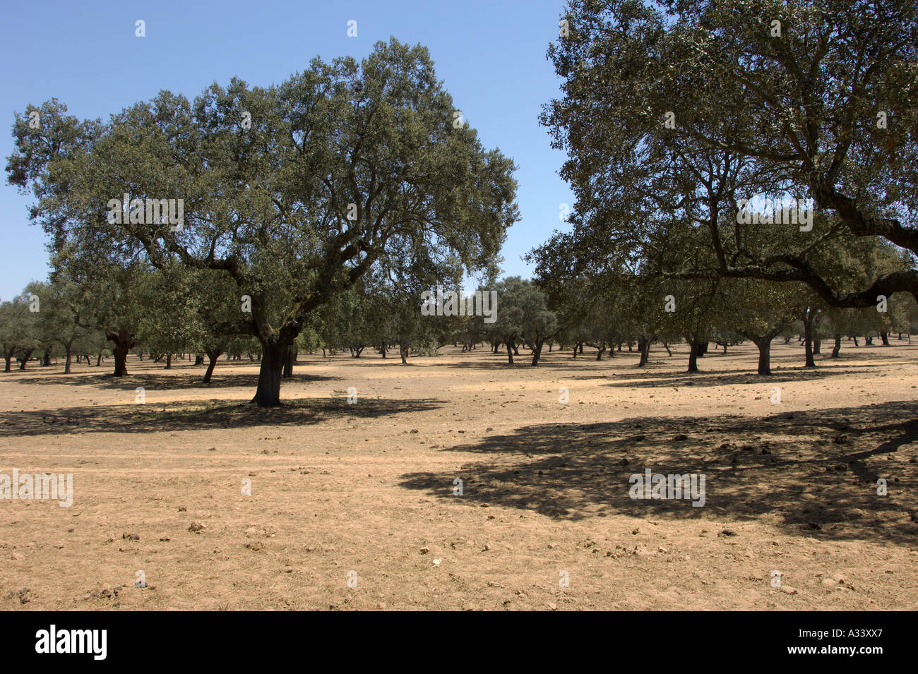 Field fields cork oak trees hi-res stock photography and images - Alamy