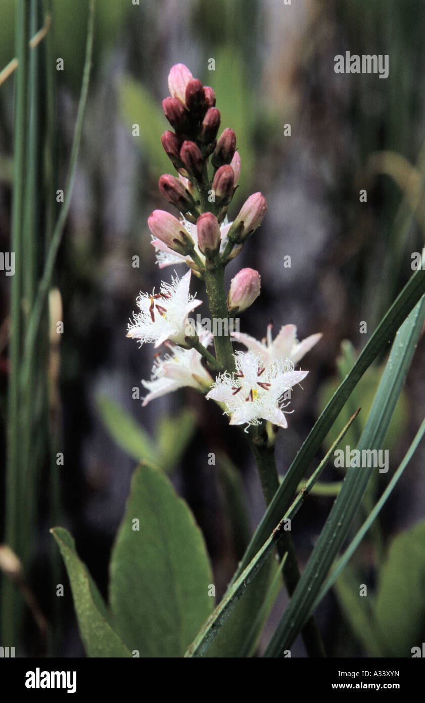 Bogbean Menyanthes flower Stock Photo - Alamy