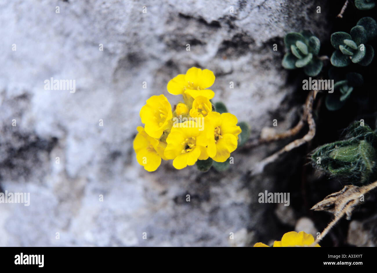 Alpine Whitlowgrass in bloom Stock Photo - Alamy