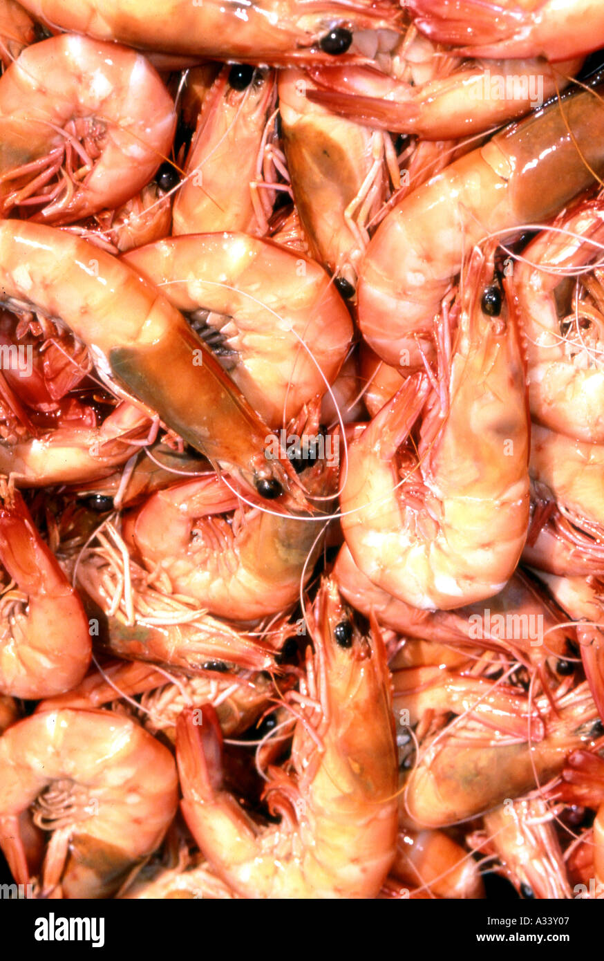 Fresh King Prawns Stock Photo - Alamy