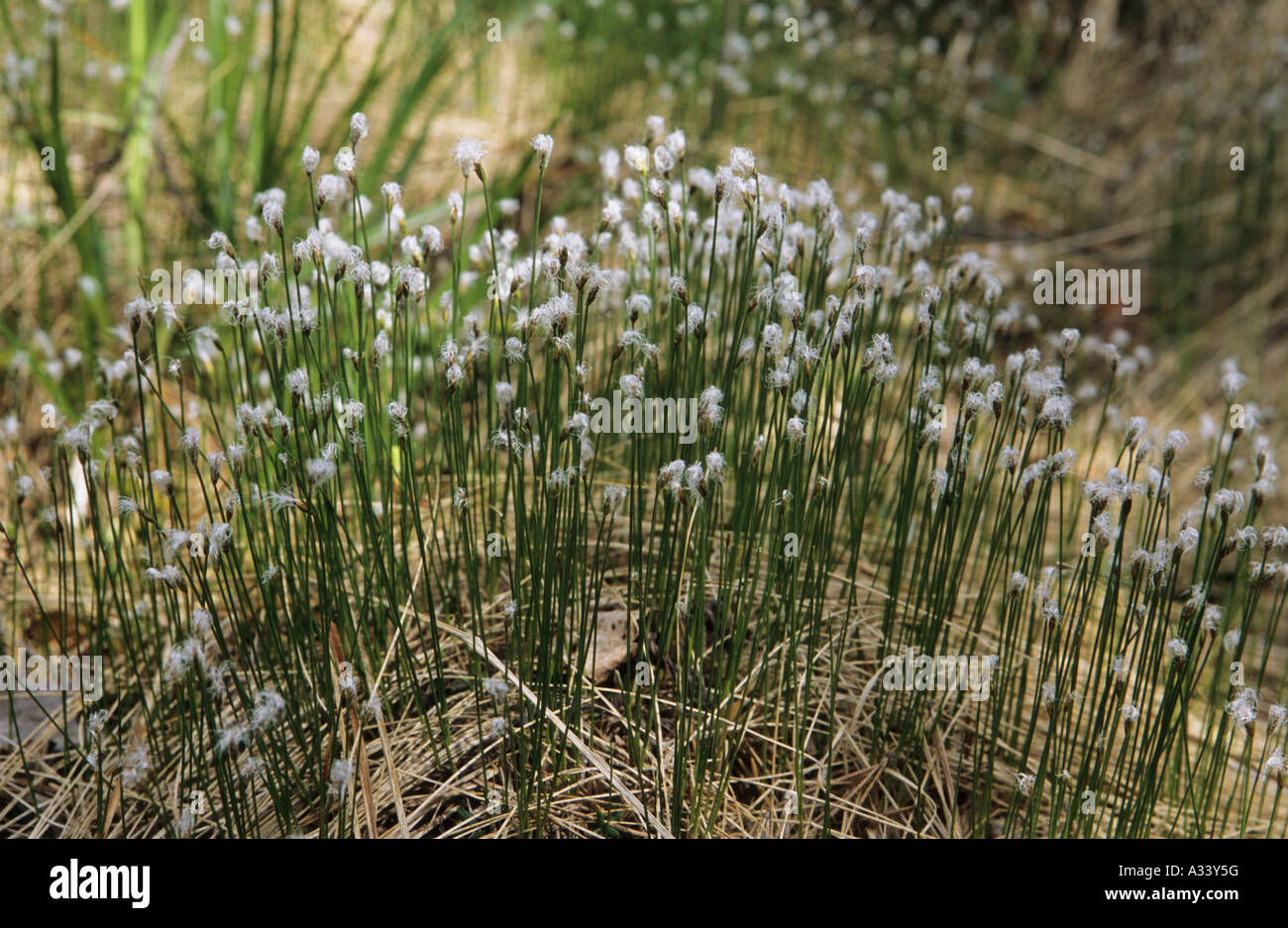 Cotton deergrass hi-res stock photography and images - Alamy