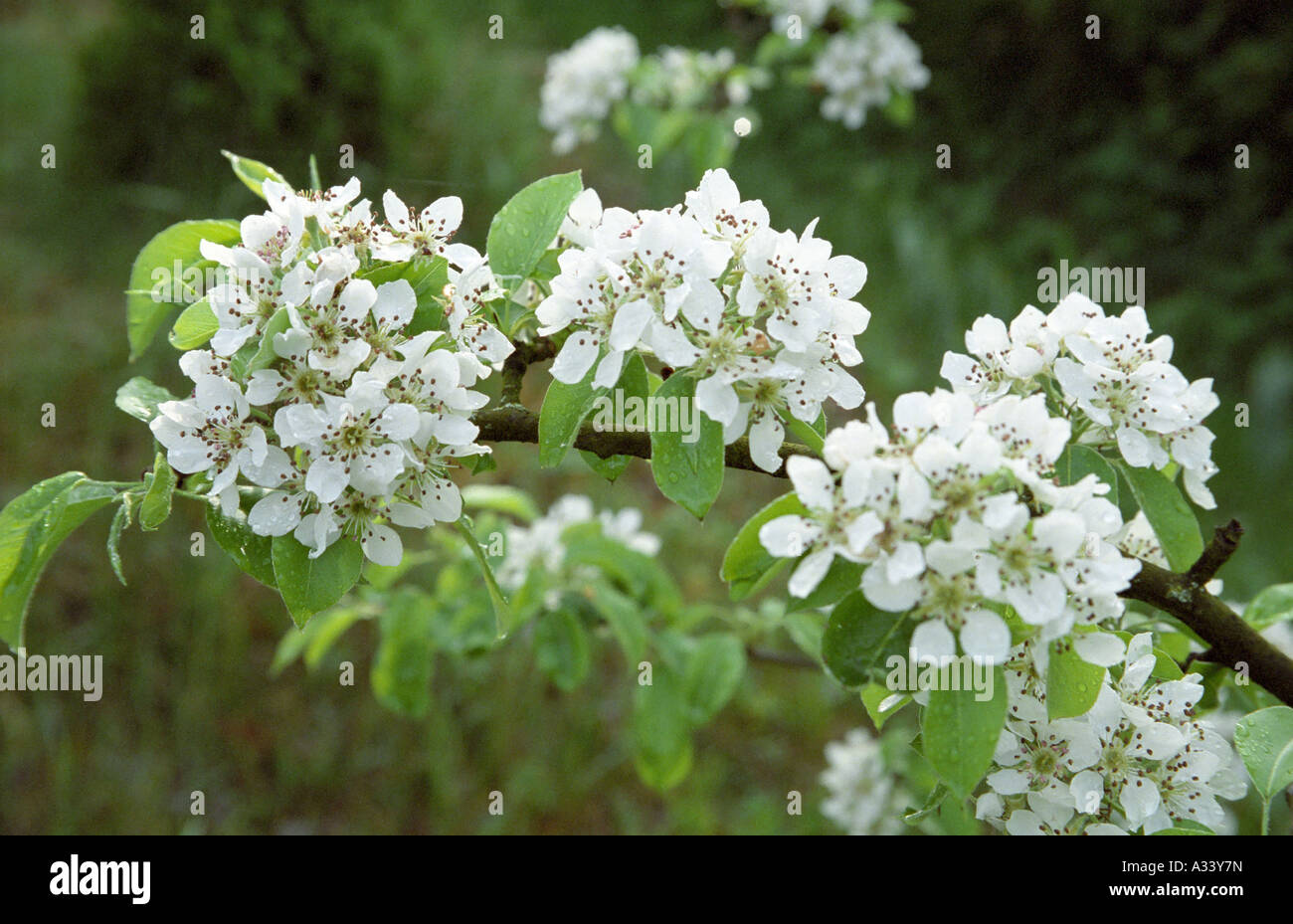 Blooming Pear tree Stock Photo - Alamy