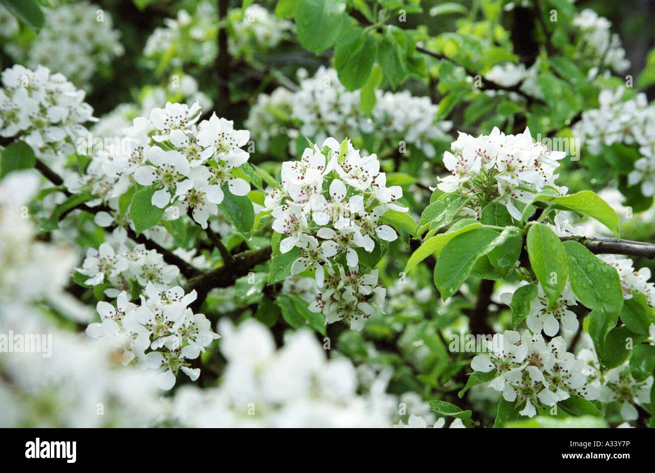 Blooming Pear tree Stock Photo - Alamy