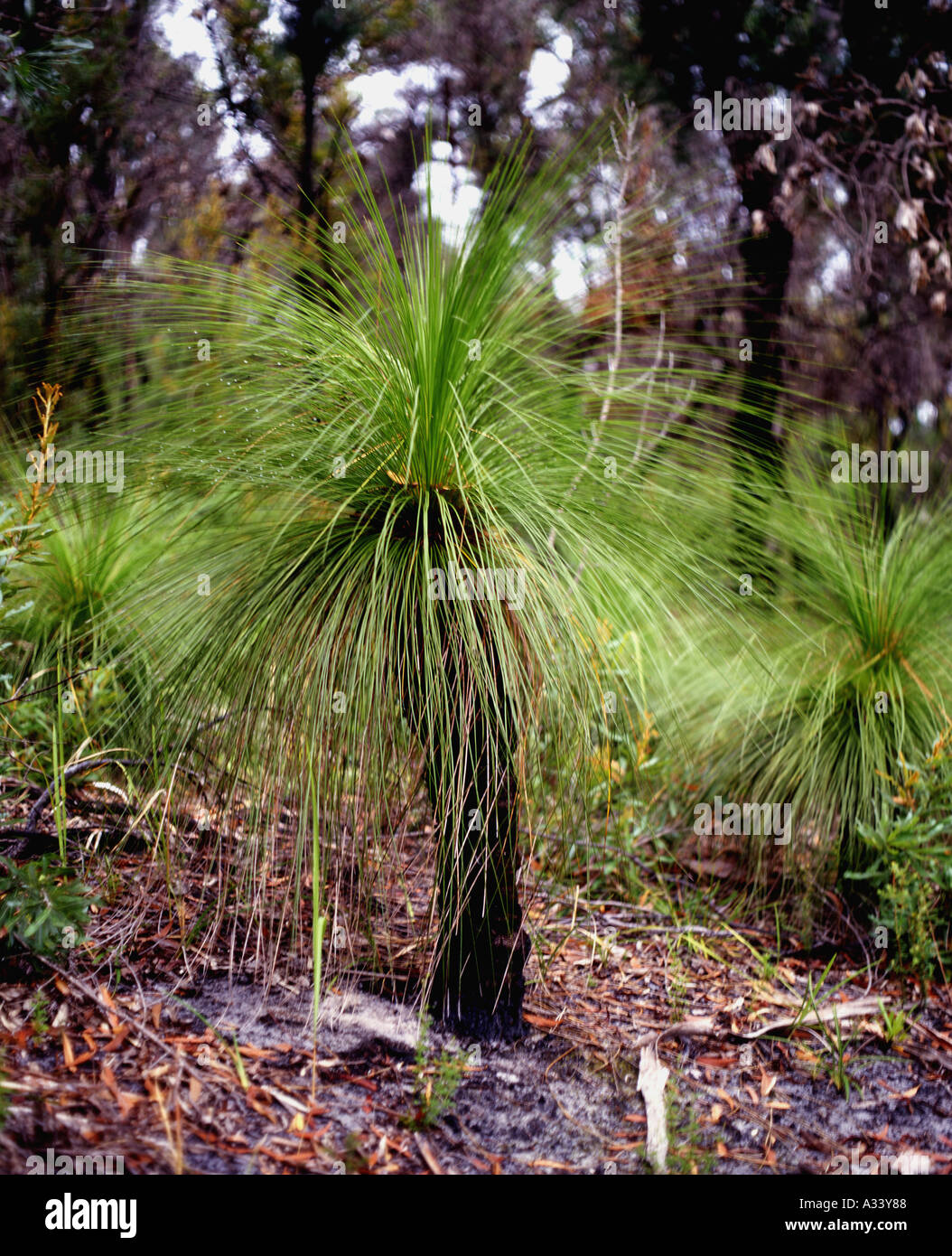 Australian Grass Tree, Black Boy Stock Photo - Alamy