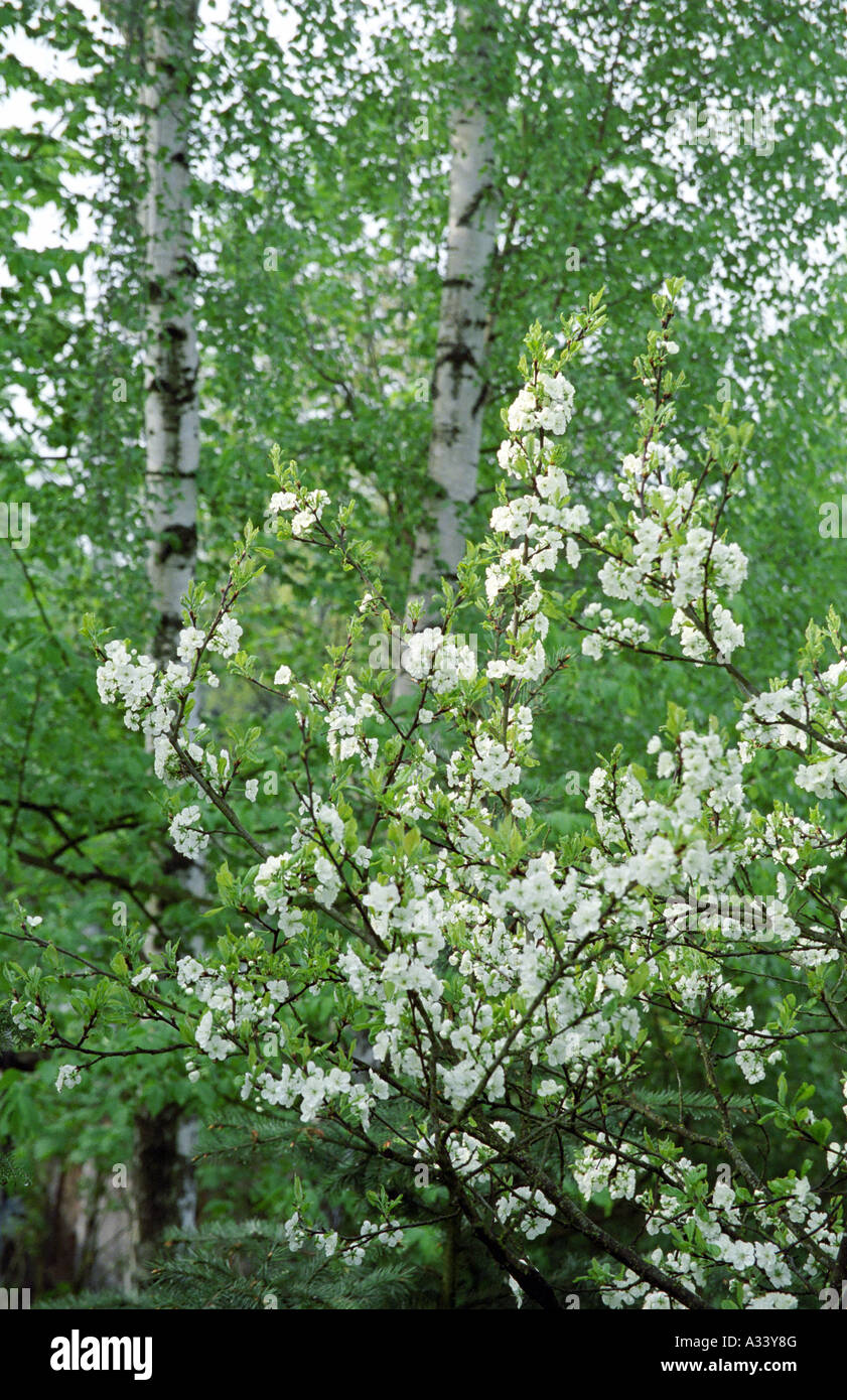 Blooming fruit tree and Birch Betula in spring Stock Photo - Alamy
