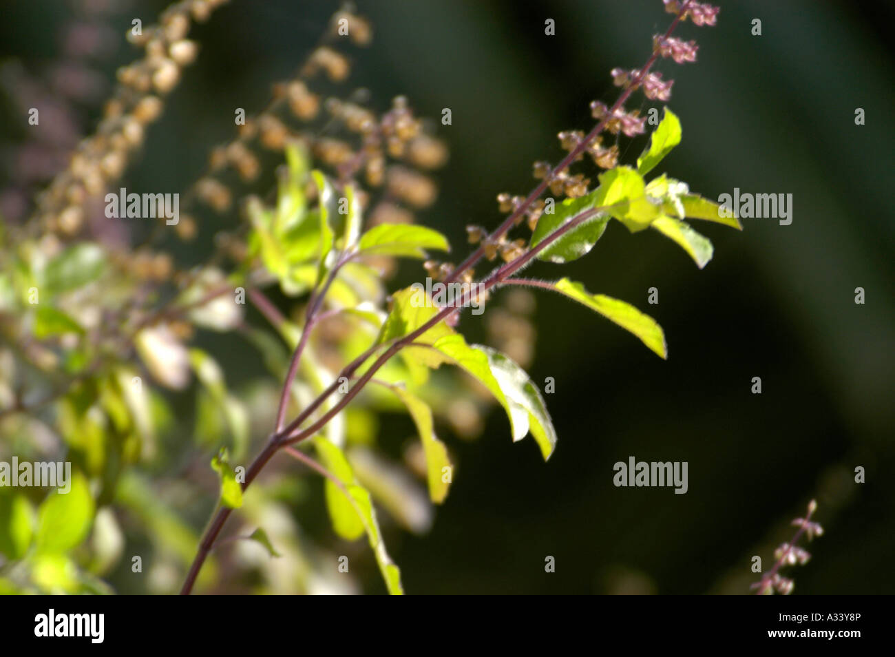 ,thulasi hi-res stock photography and images - Alamy