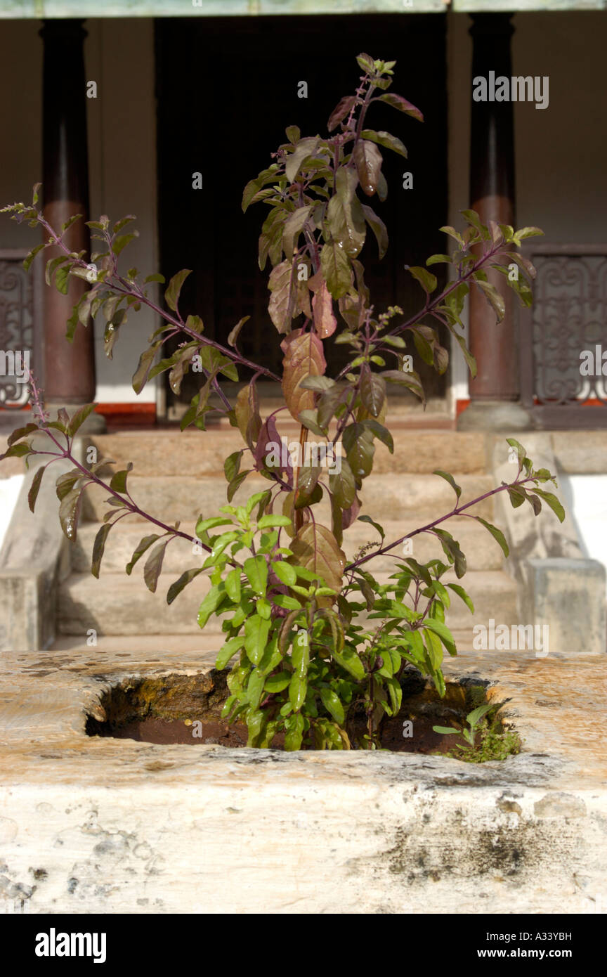 THULASITHARA THE SACRED PLACE IN EVERY KERALA HOME WITH A THULASI PLANT ...