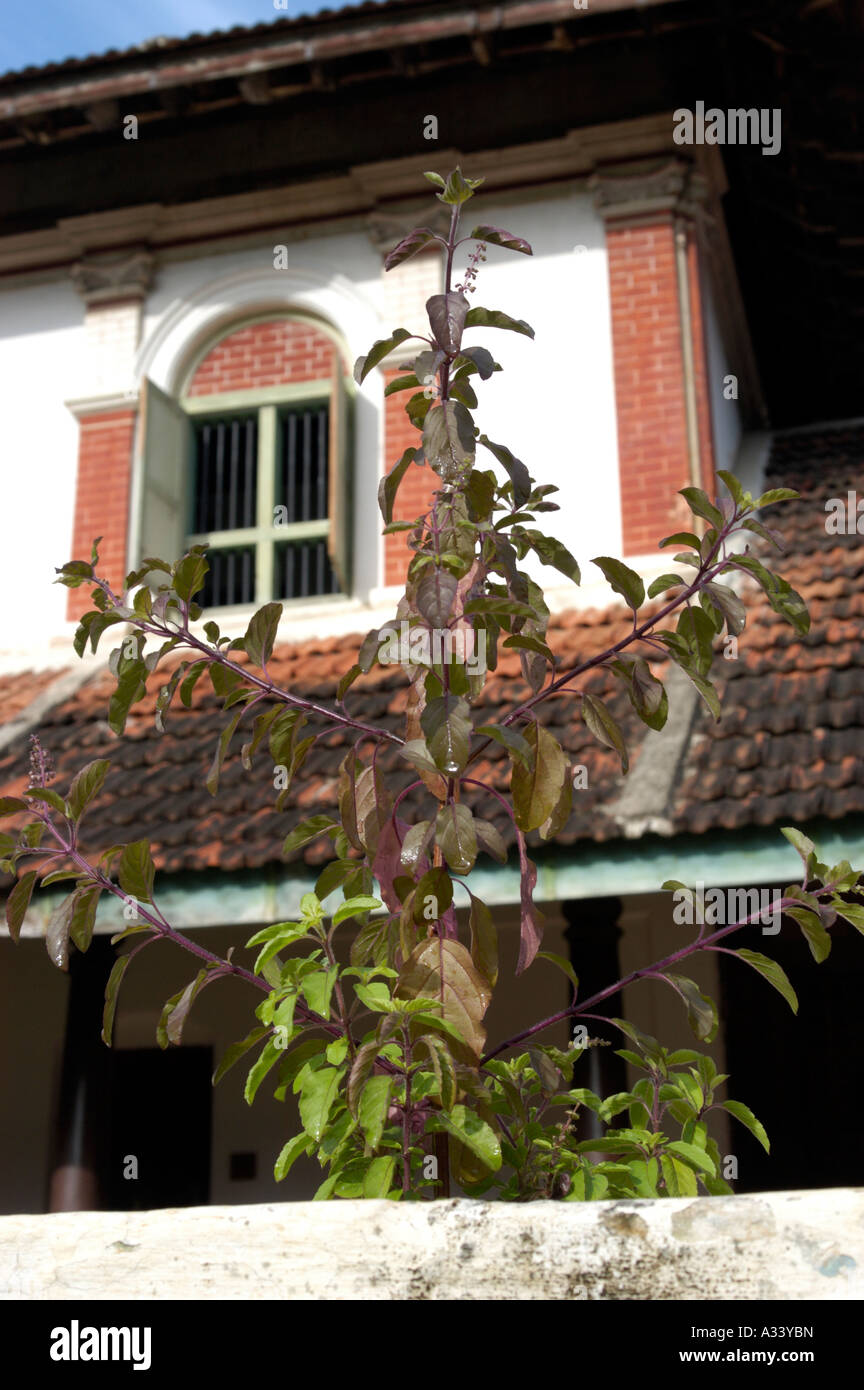 Tulasithara hi-res stock photography and images - Alamy