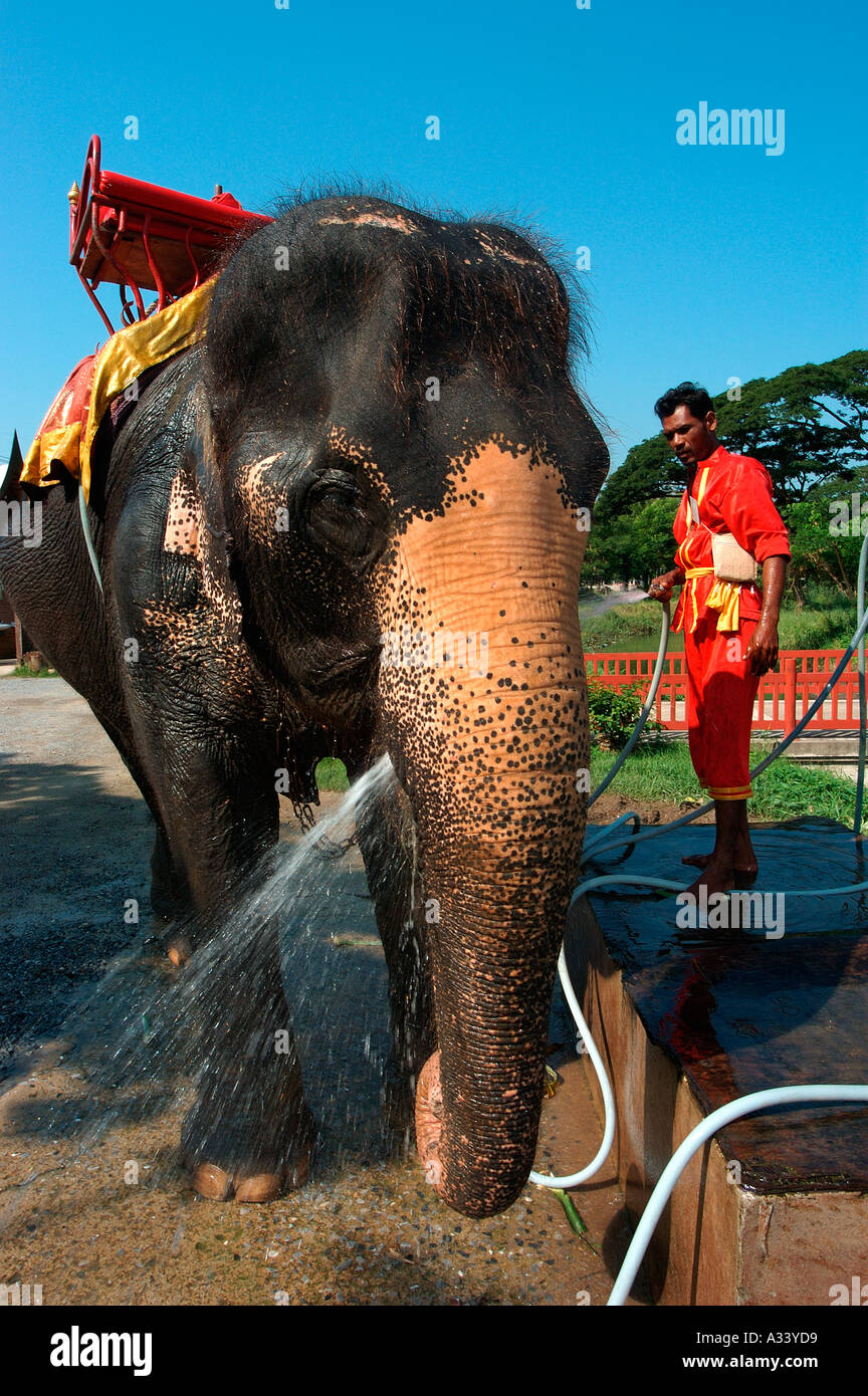 elephant cleaning Ayutthaya Thailand Stock Photo - Alamy