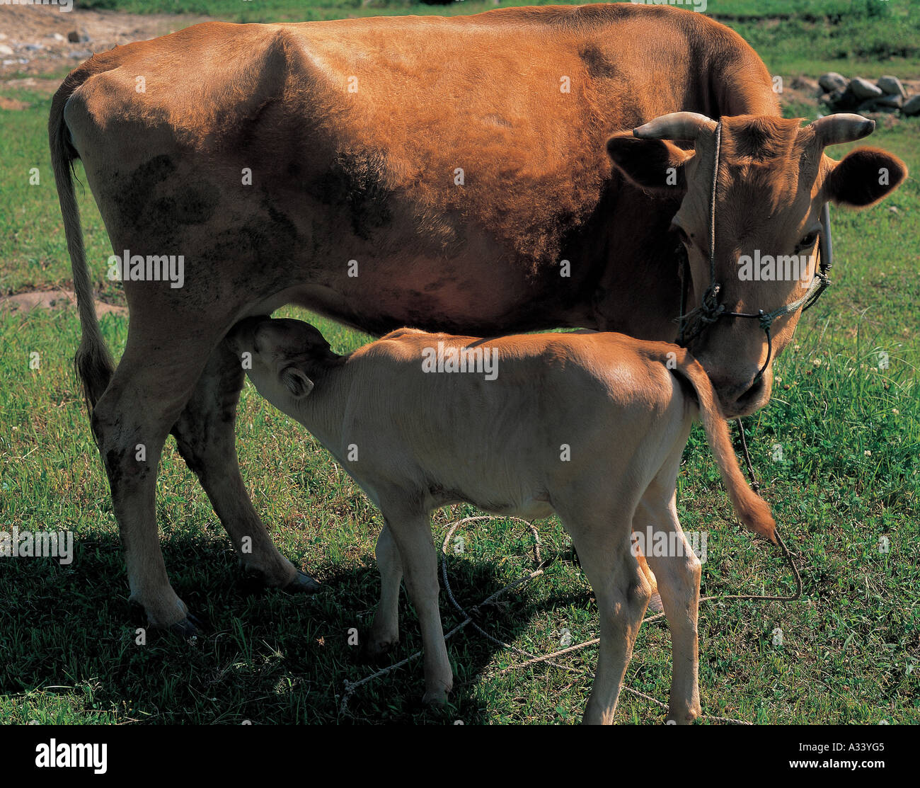 The Korean native cattle is feeding her calf Stock Photo - Alamy
