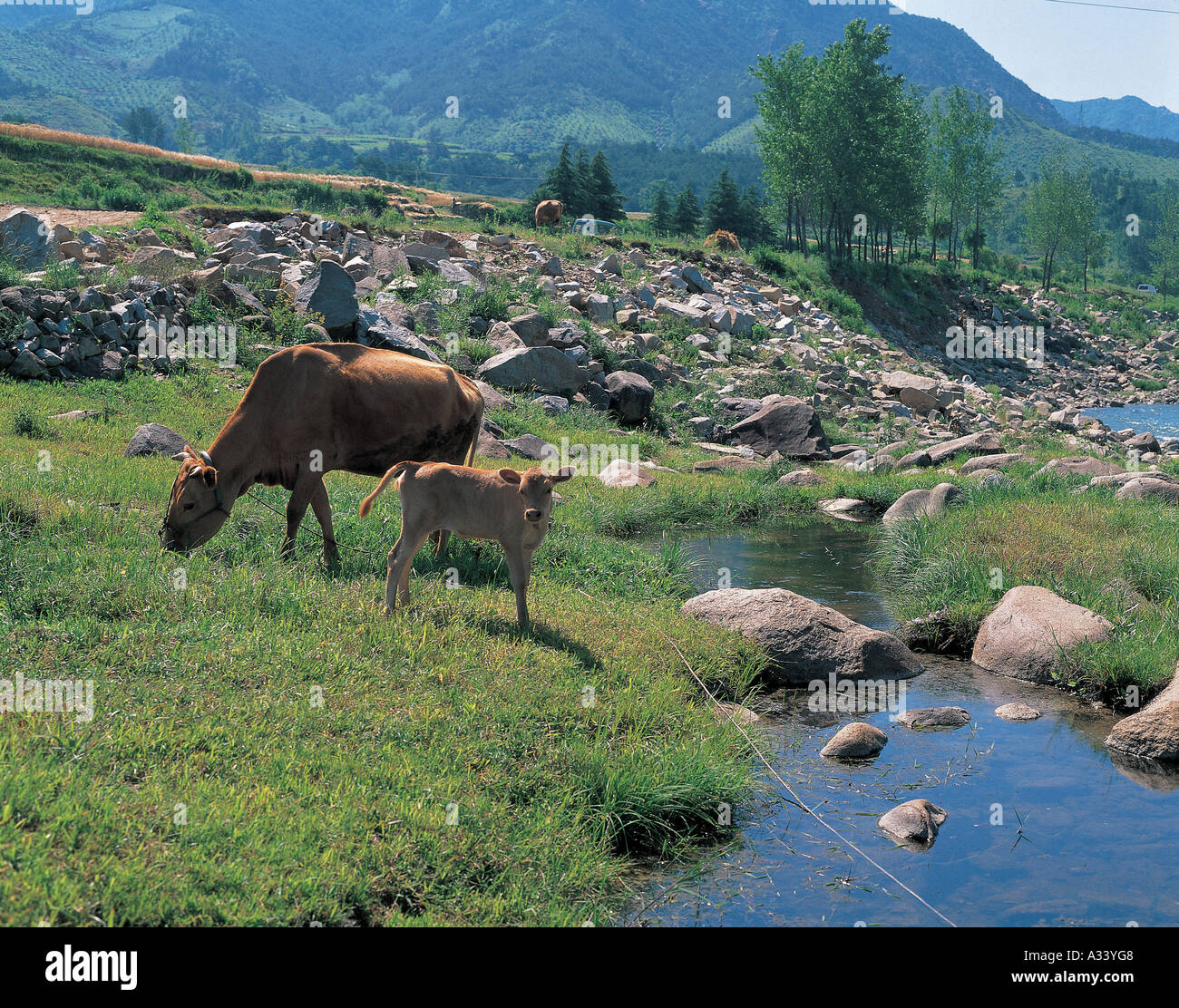 Grass grasslan hi-res stock photography and images - Alamy