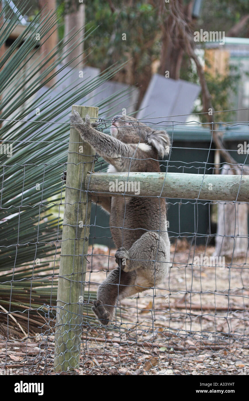 koala, phascolarctos cinereus, single male climbing fence Stock Photo ...