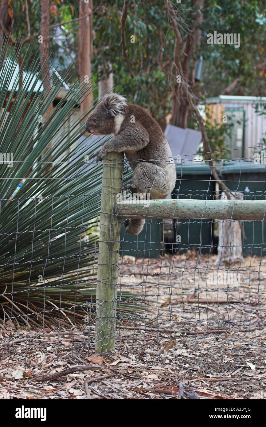 Koala on fence hi-res stock photography and images - Alamy