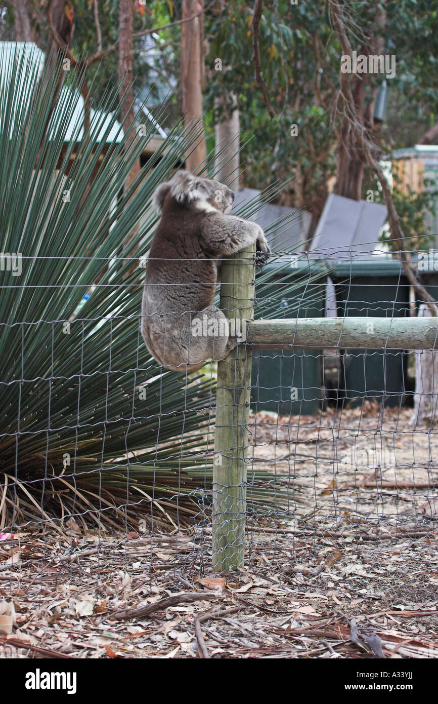 koala, phascolarctos cinereus, single male climbing fence Stock Photo ...