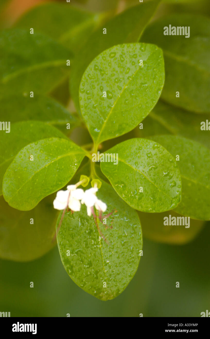 AYURVEDA HERB MEDICINAL PLANT Stock Photo - Alamy