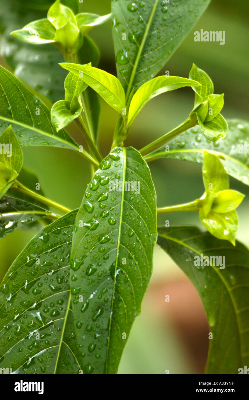 AYURVEDA HERB MEDICINAL PLANT Stock Photo - Alamy