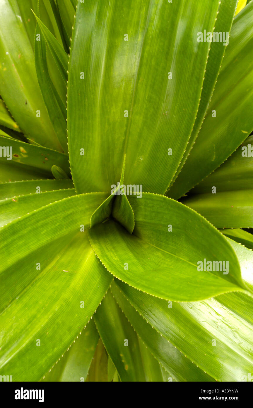 AYURVEDA HERB MEDICINAL PLANT Stock Photo - Alamy