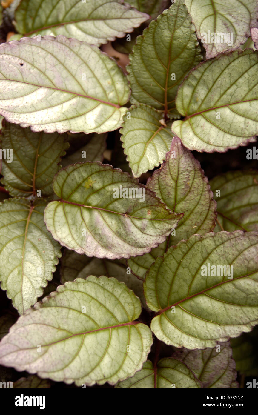 AYURVEDA HERB MEDICINAL PLANT Stock Photo - Alamy