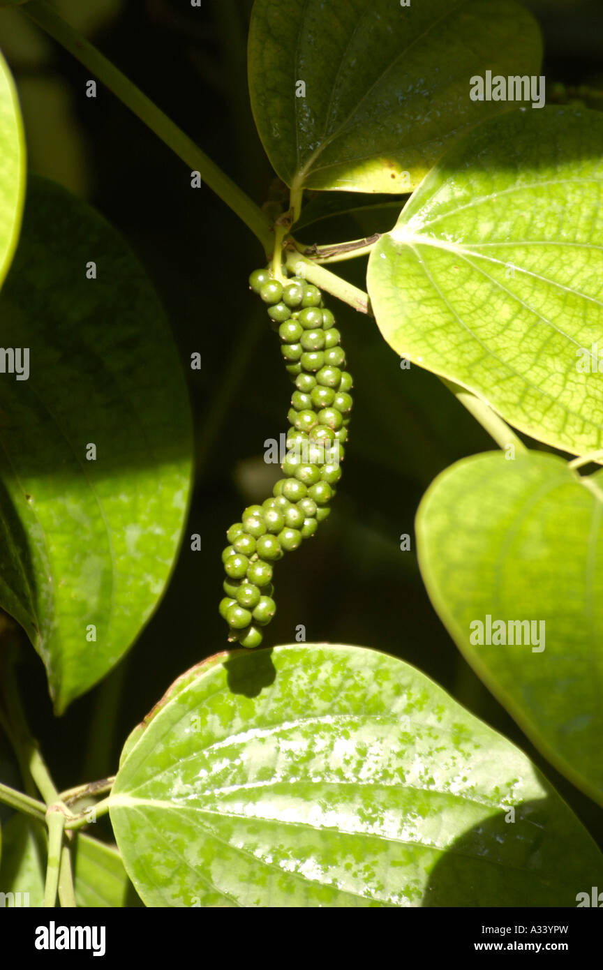 AYURVEDA HERB MEDICINAL PLANT Stock Photo - Alamy
