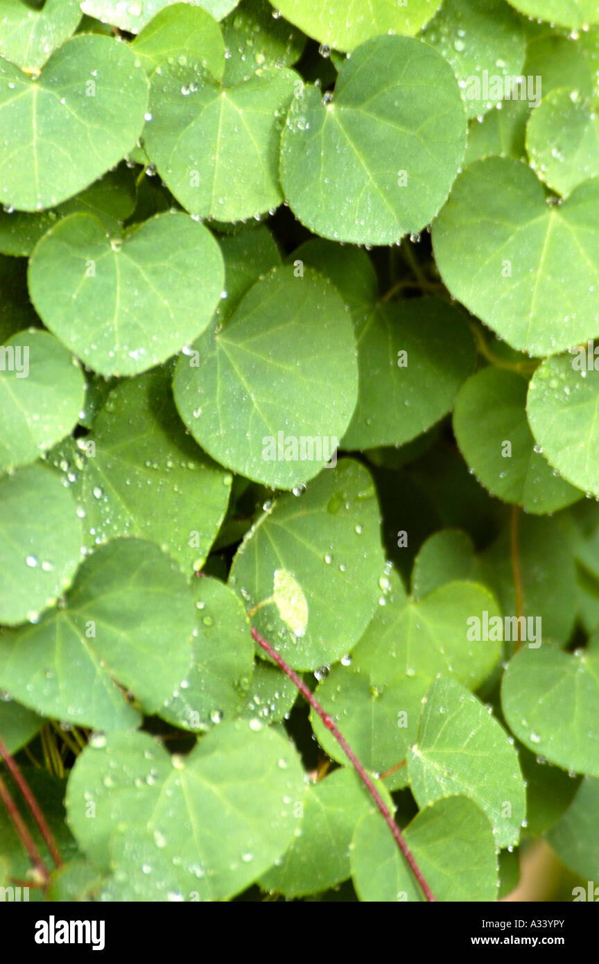 Ayurveda plants hi-res stock photography and images - Alamy