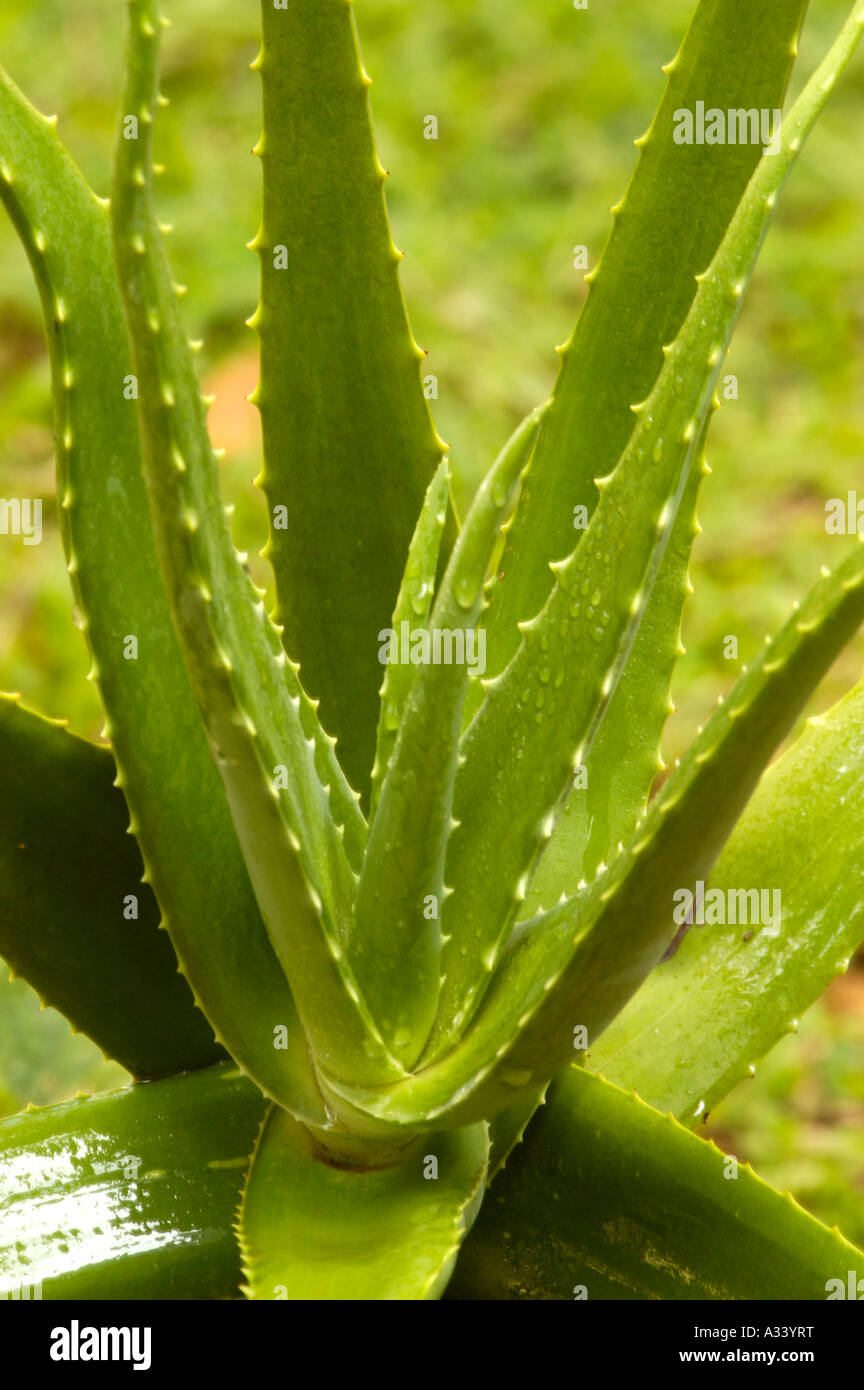 AYURVEDA HERB MEDICINAL PLANT Stock Photo - Alamy