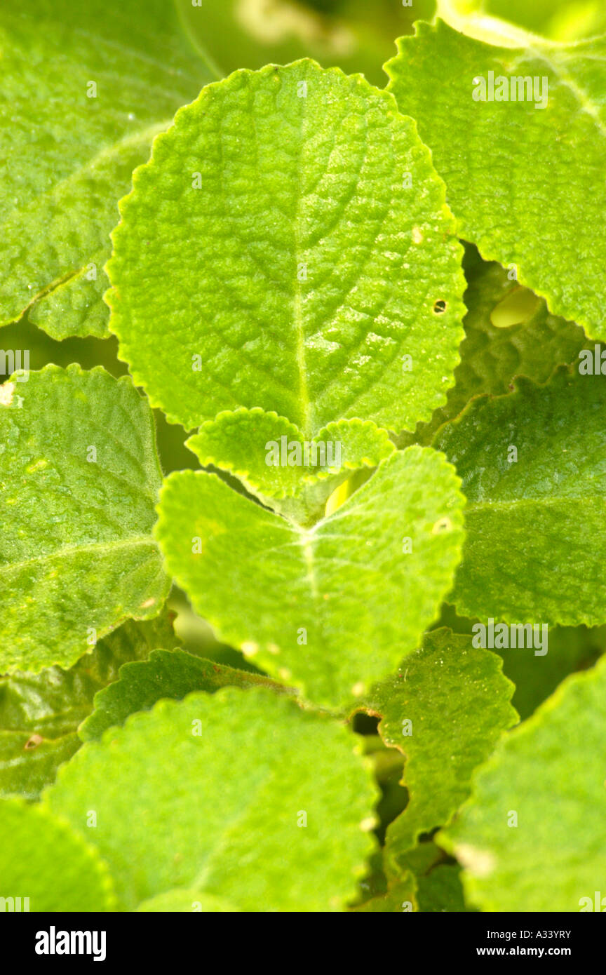 AYURVEDA HERB MEDICINAL PLANT Stock Photo - Alamy