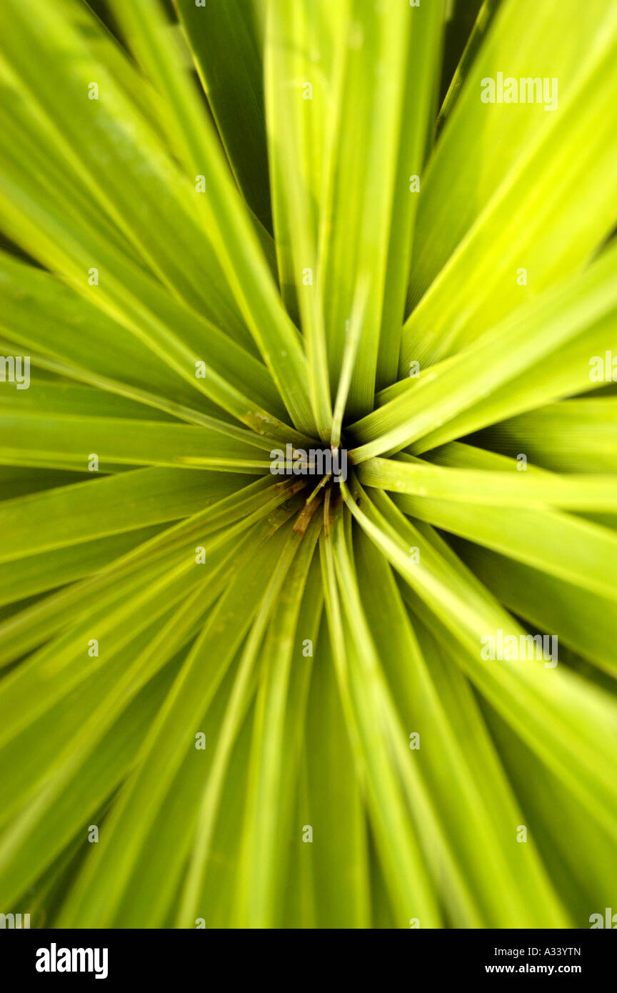 AYURVEDA HERB MEDICINAL PLANT Stock Photo - Alamy