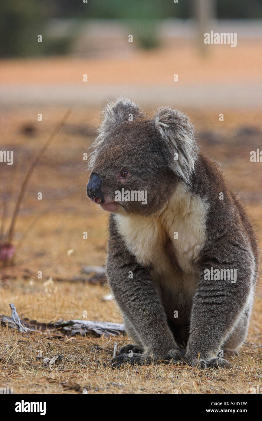 Adult male koala hi-res stock photography and images - Alamy