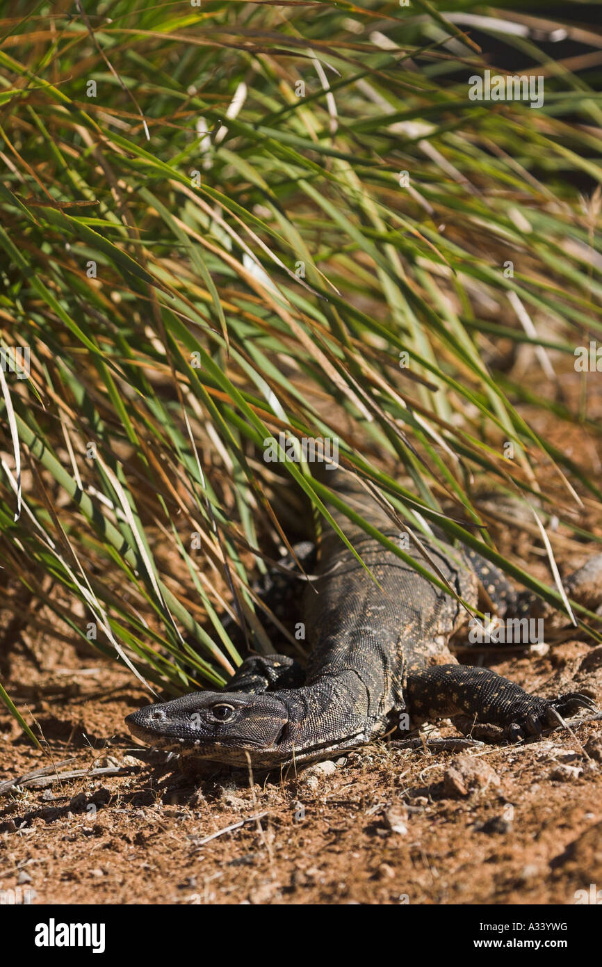heath monitor, varanus rosenbergi Stock Photo - Alamy