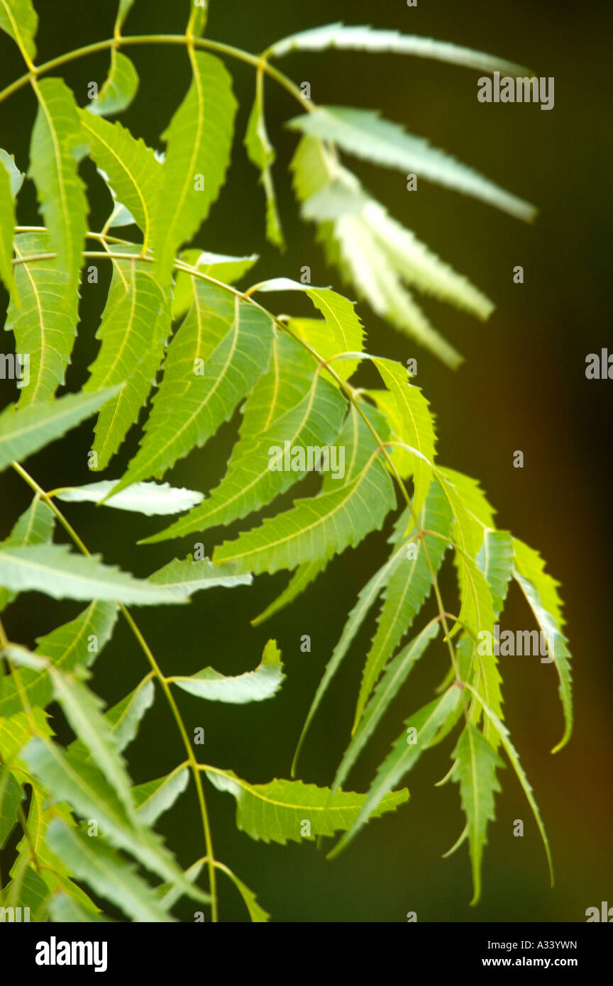 AYURVEDA HERB MEDICINAL PLANT Stock Photo - Alamy
