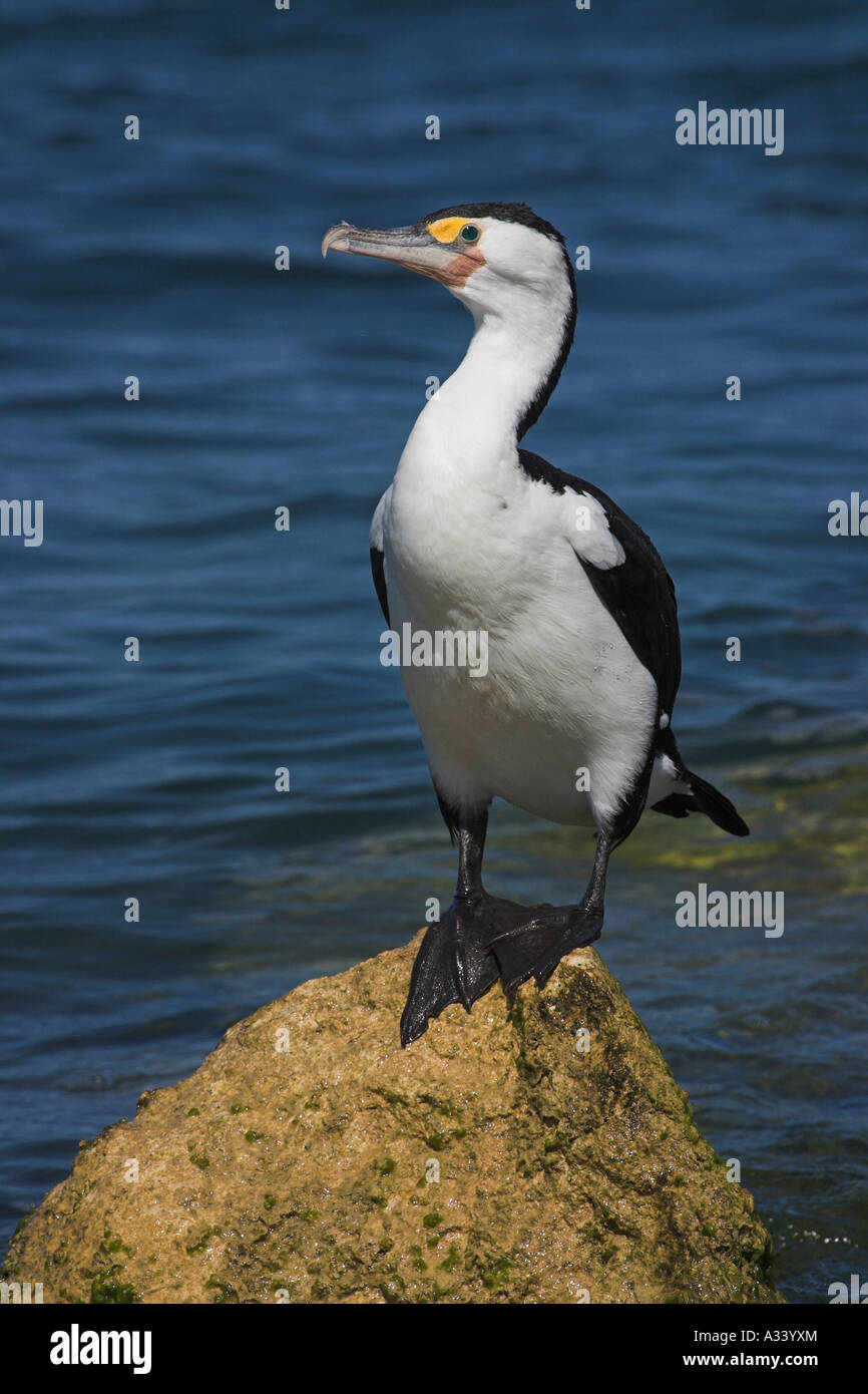pied cormorant, phalacrocorax varius, standing on a rock Stock Photo ...