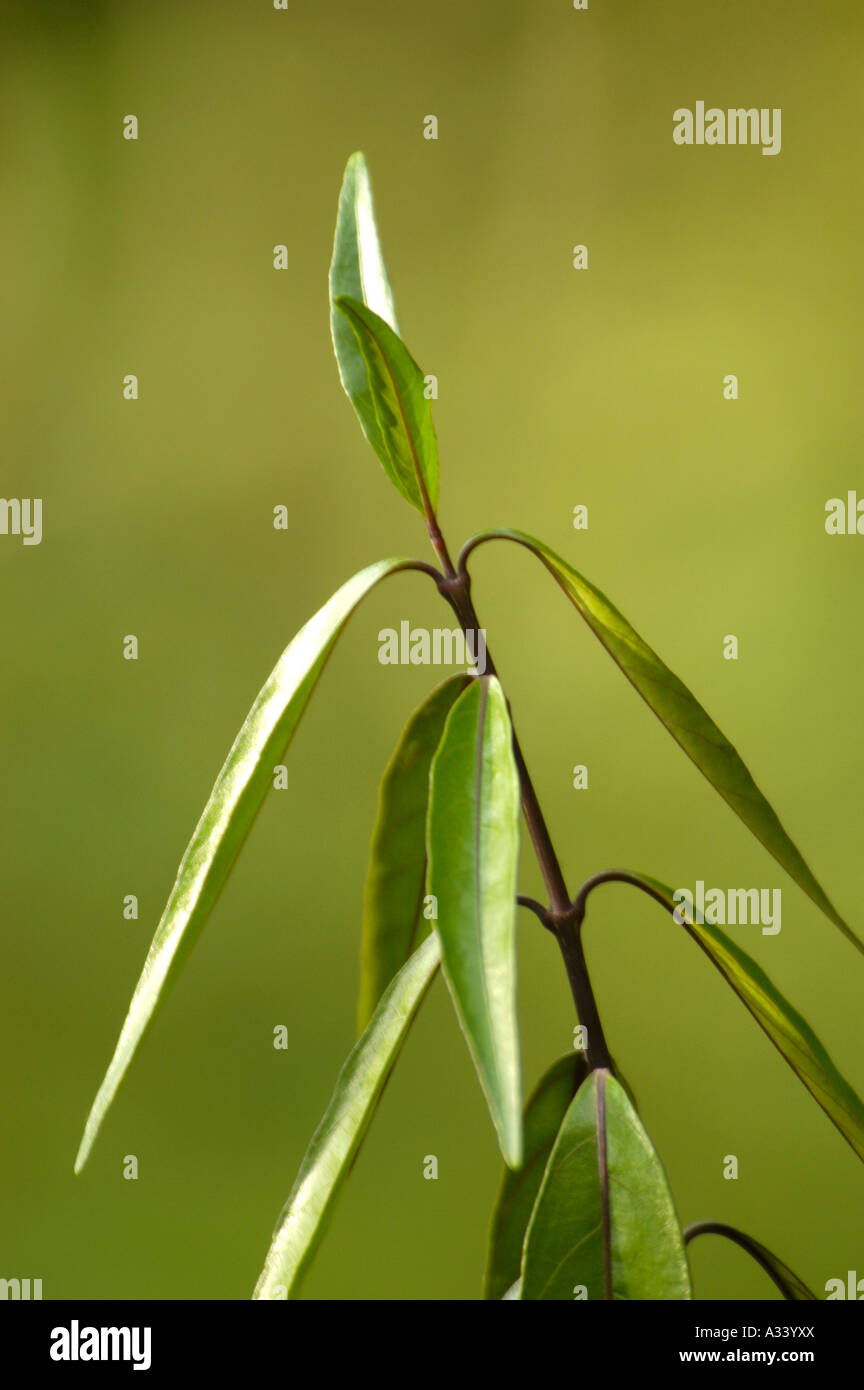 AYURVEDA HERB MEDICINAL PLANT Stock Photo - Alamy