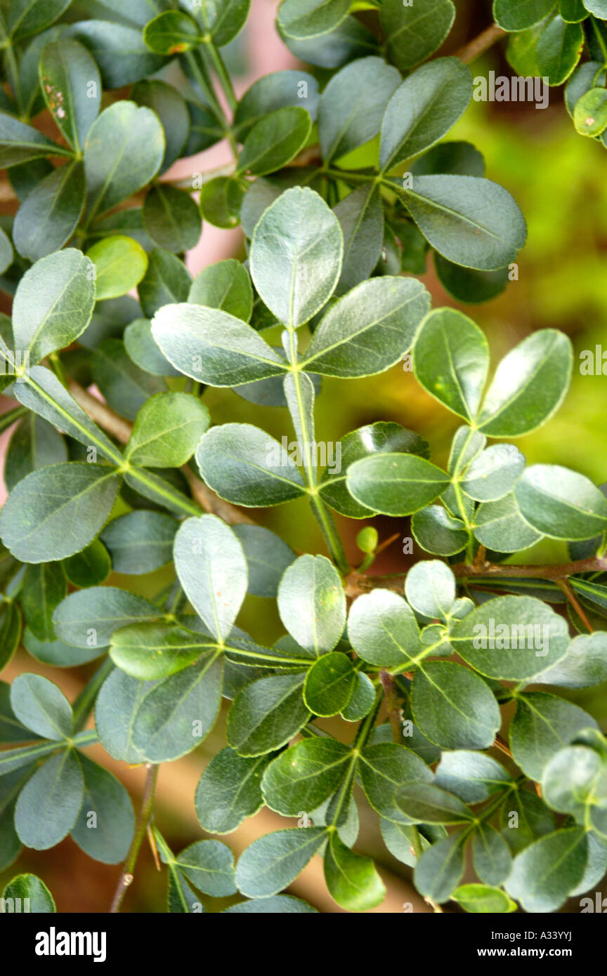 AYURVEDA HERB MEDICINAL PLANT Stock Photo - Alamy