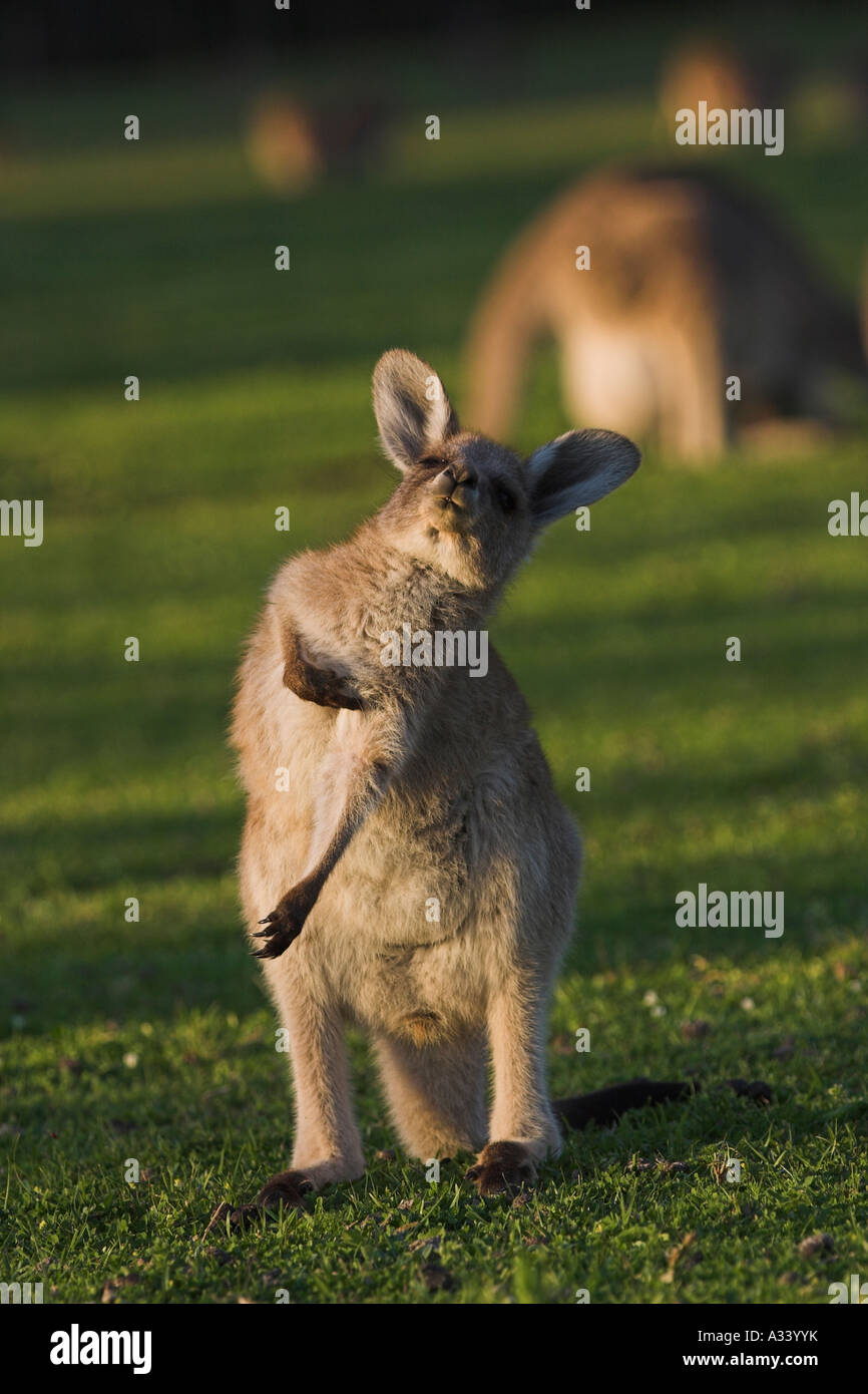 eastern grey kangaroo macropus giganteus, juvenile scratching Stock ...