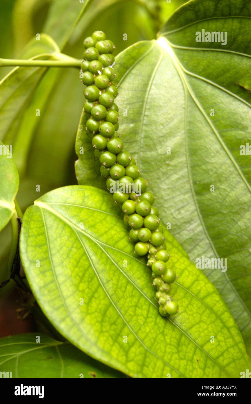 AYURVEDA HERB MEDICINAL PLANT Stock Photo - Alamy