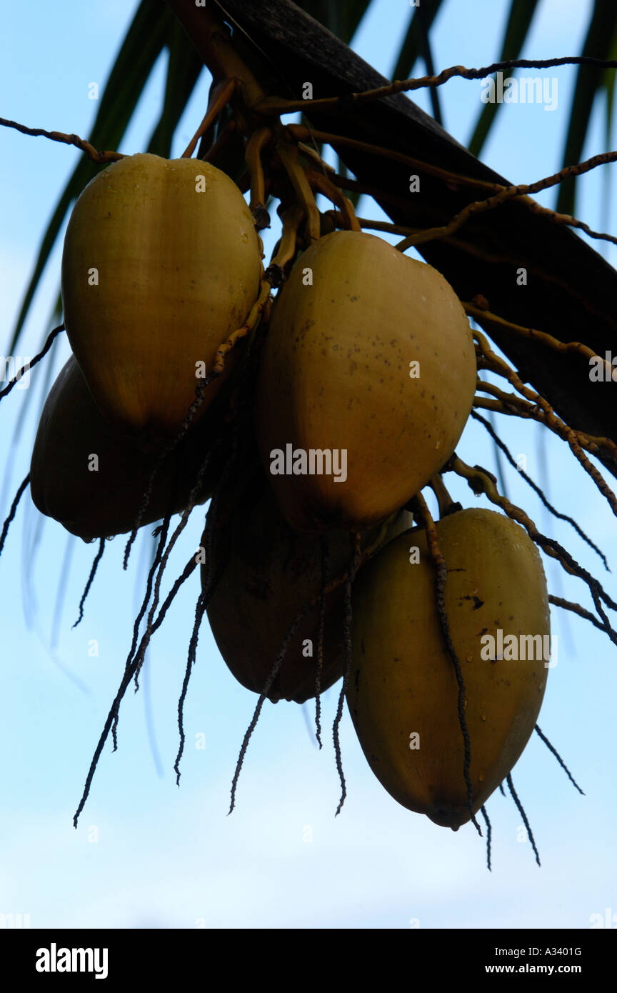 Bunches of coconuts hi-res stock photography and images - Alamy