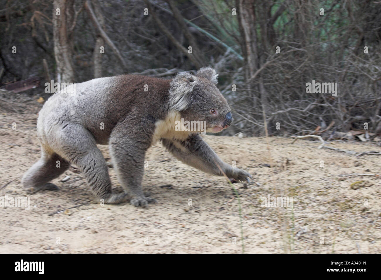 Koala walking hi-res stock photography and images - Alamy