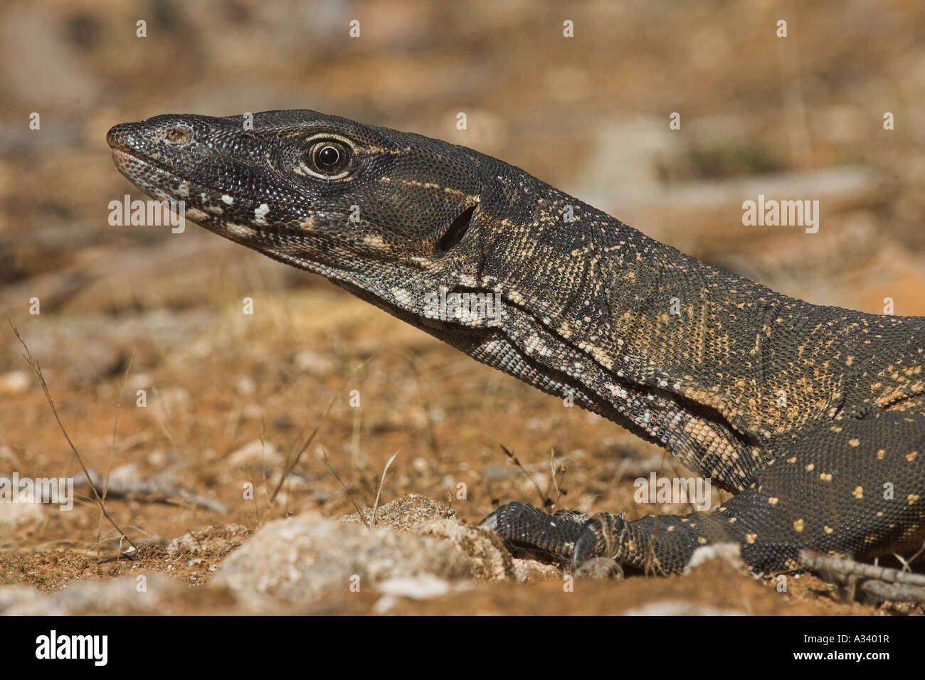 heath monitor, varanus rosenbergi Stock Photo - Alamy