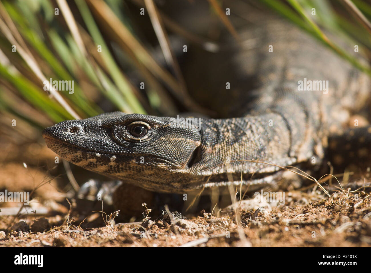 heath monitor, varanus rosenbergi Stock Photo - Alamy