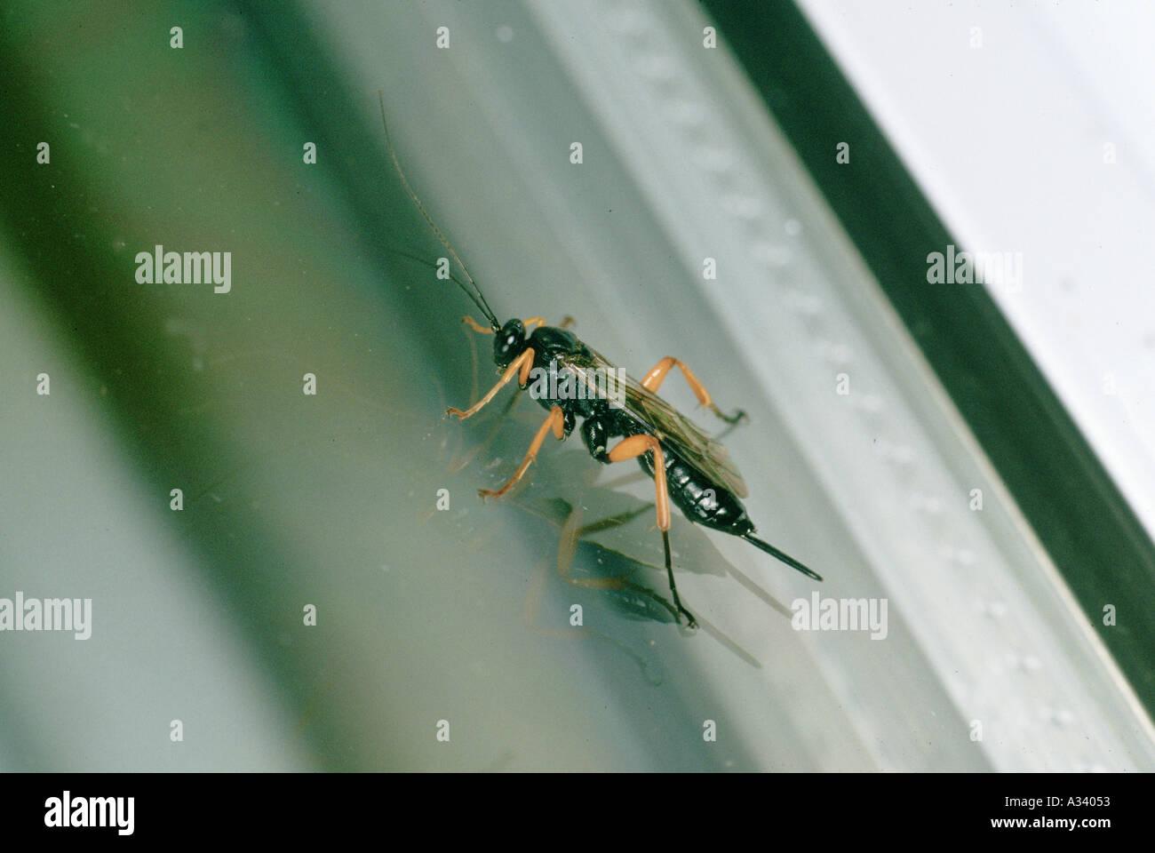 Ichneumon Lissonota Lampronata setosa Stock Photo - Alamy