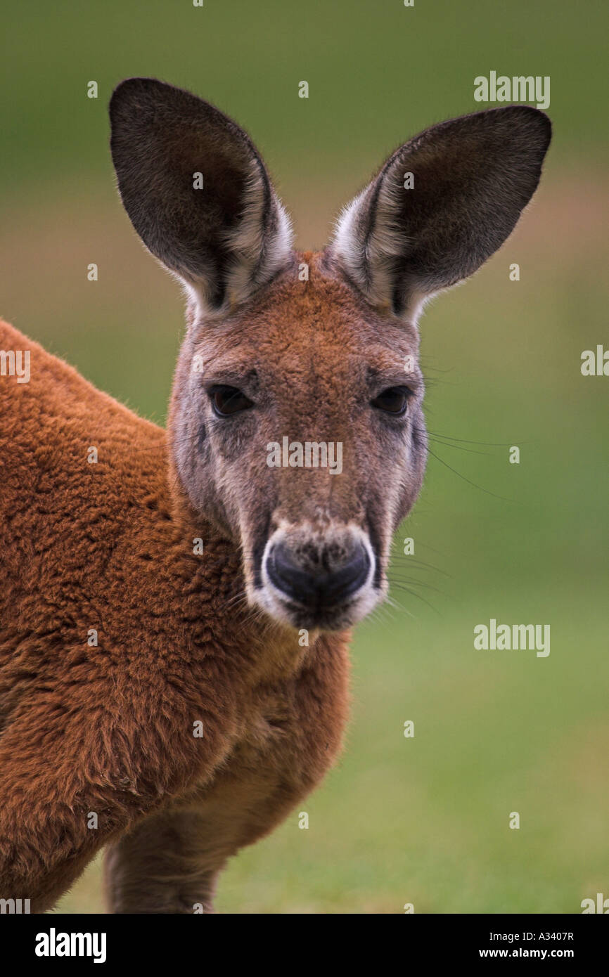 red kangaroo, macropus rufus, single adult male Stock Photo - Alamy