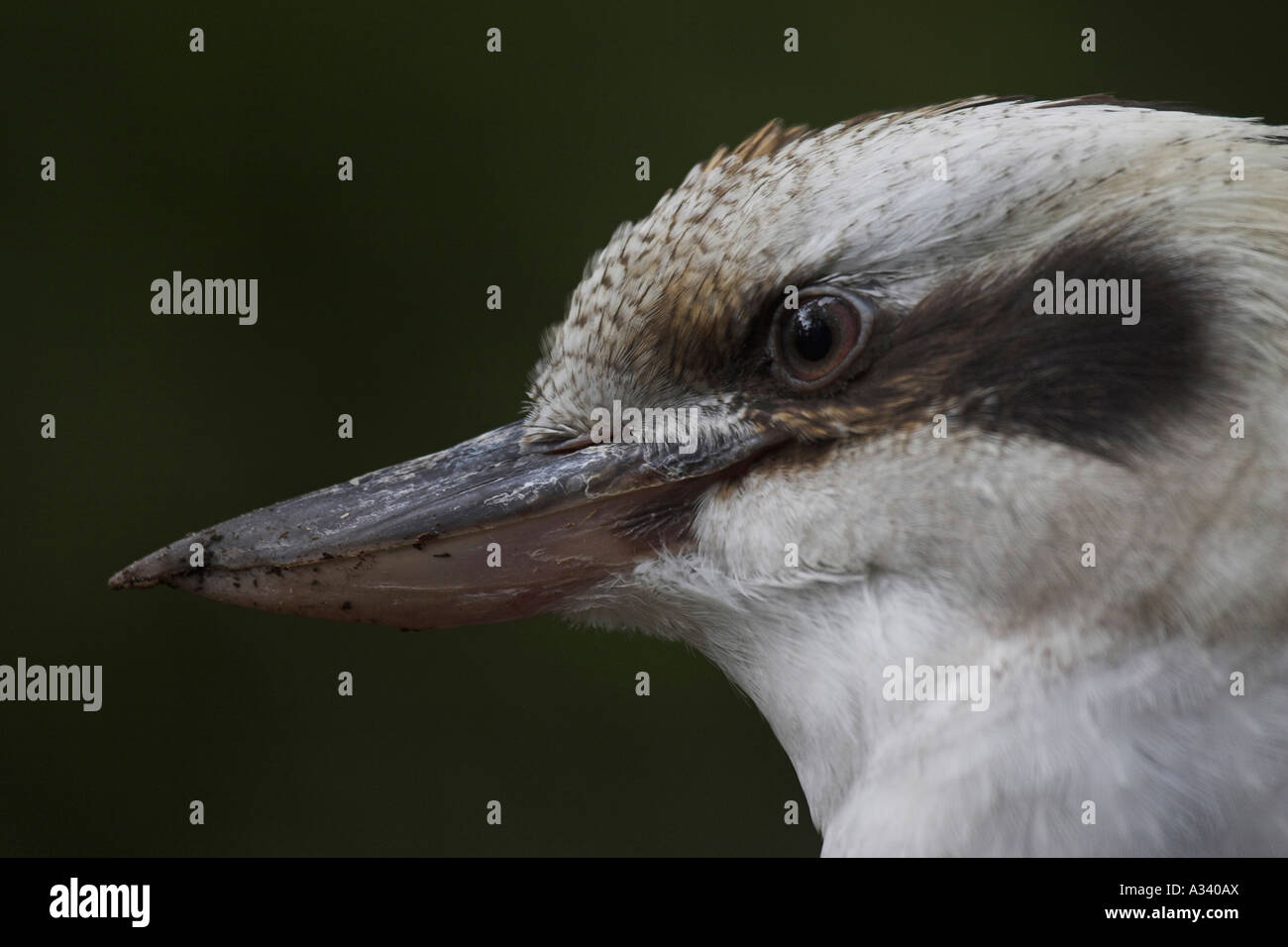 laughing kookaburra, dacelo novaeguineae, portrait Stock Photo - Alamy