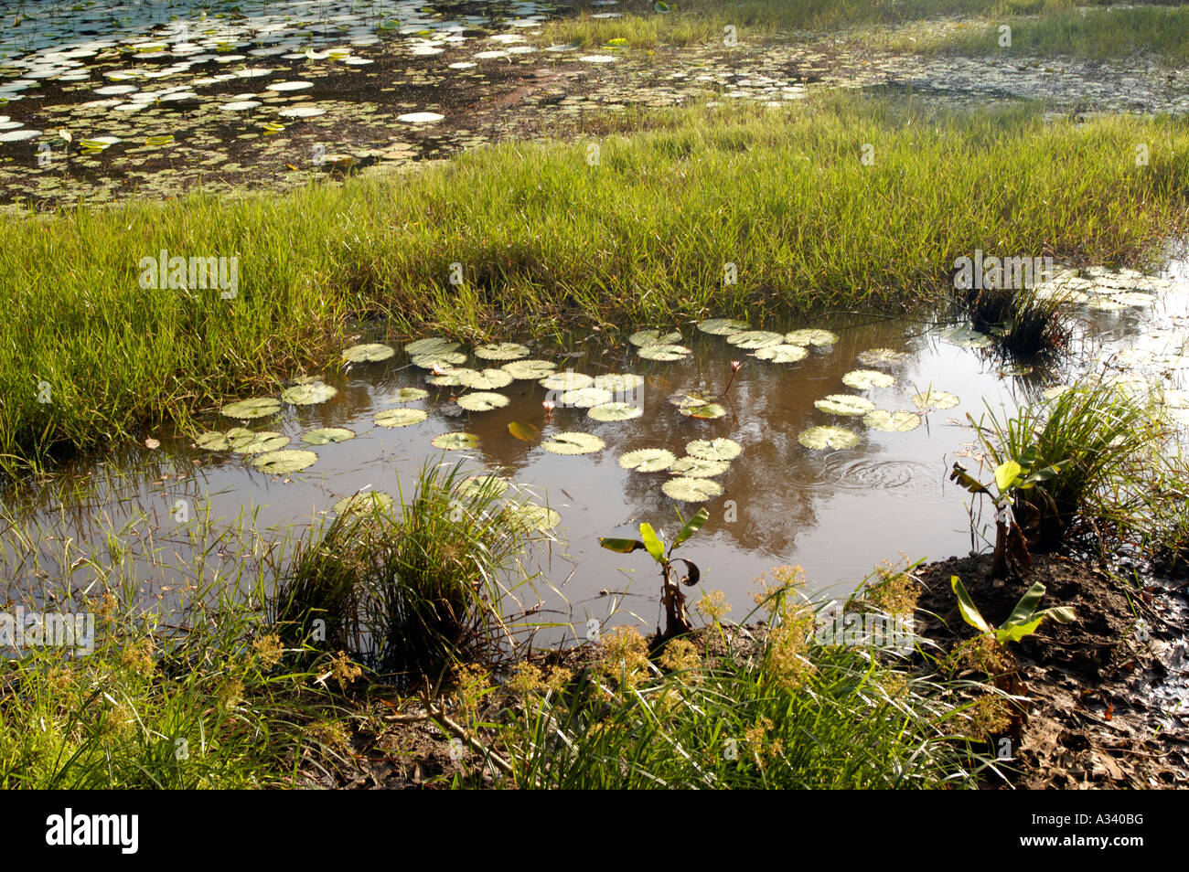 SMALL POND WITH LILIES IN RURAL KERALA Stock Photo - Alamy