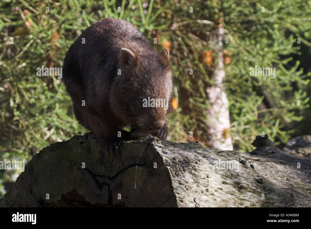 common wombat, vombatus ursinas, on a log Stock Photo - Alamy