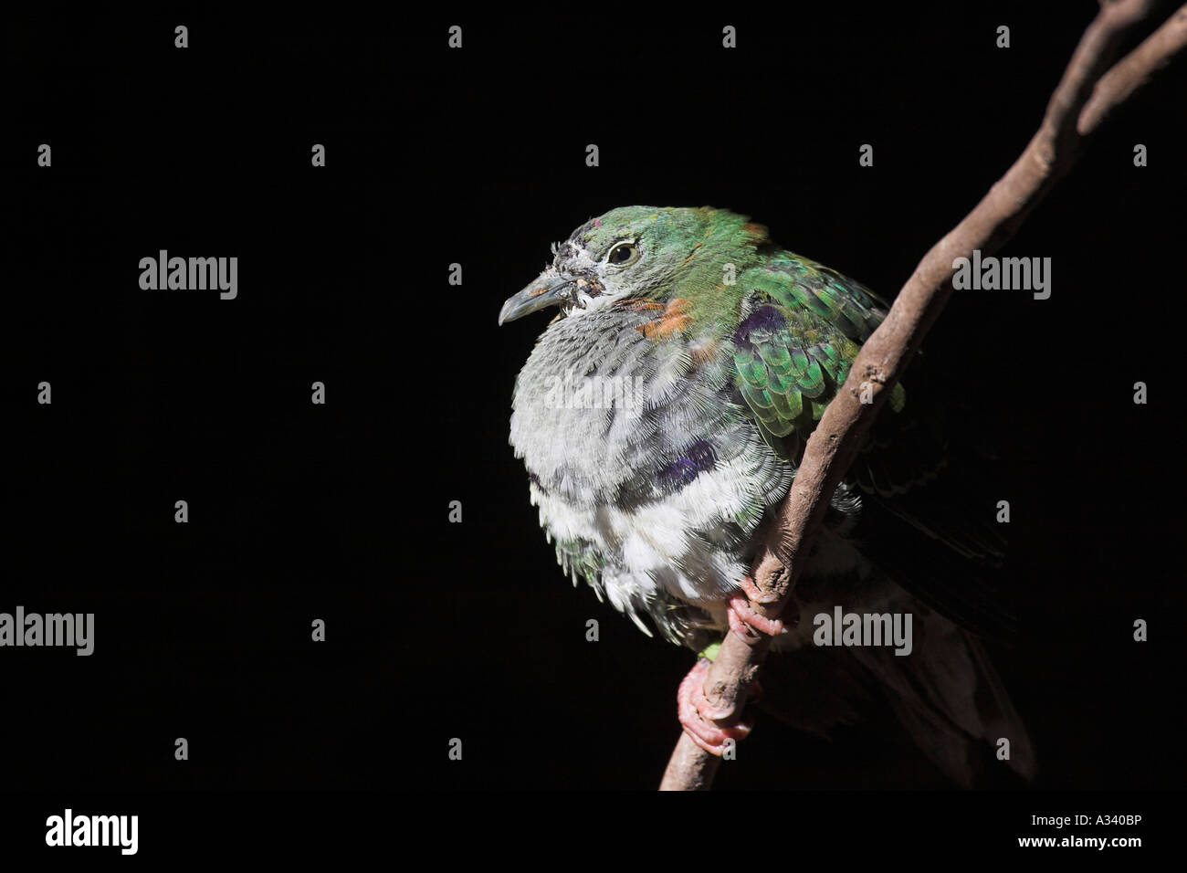 Crowned fruit dove hi-res stock photography and images - Alamy