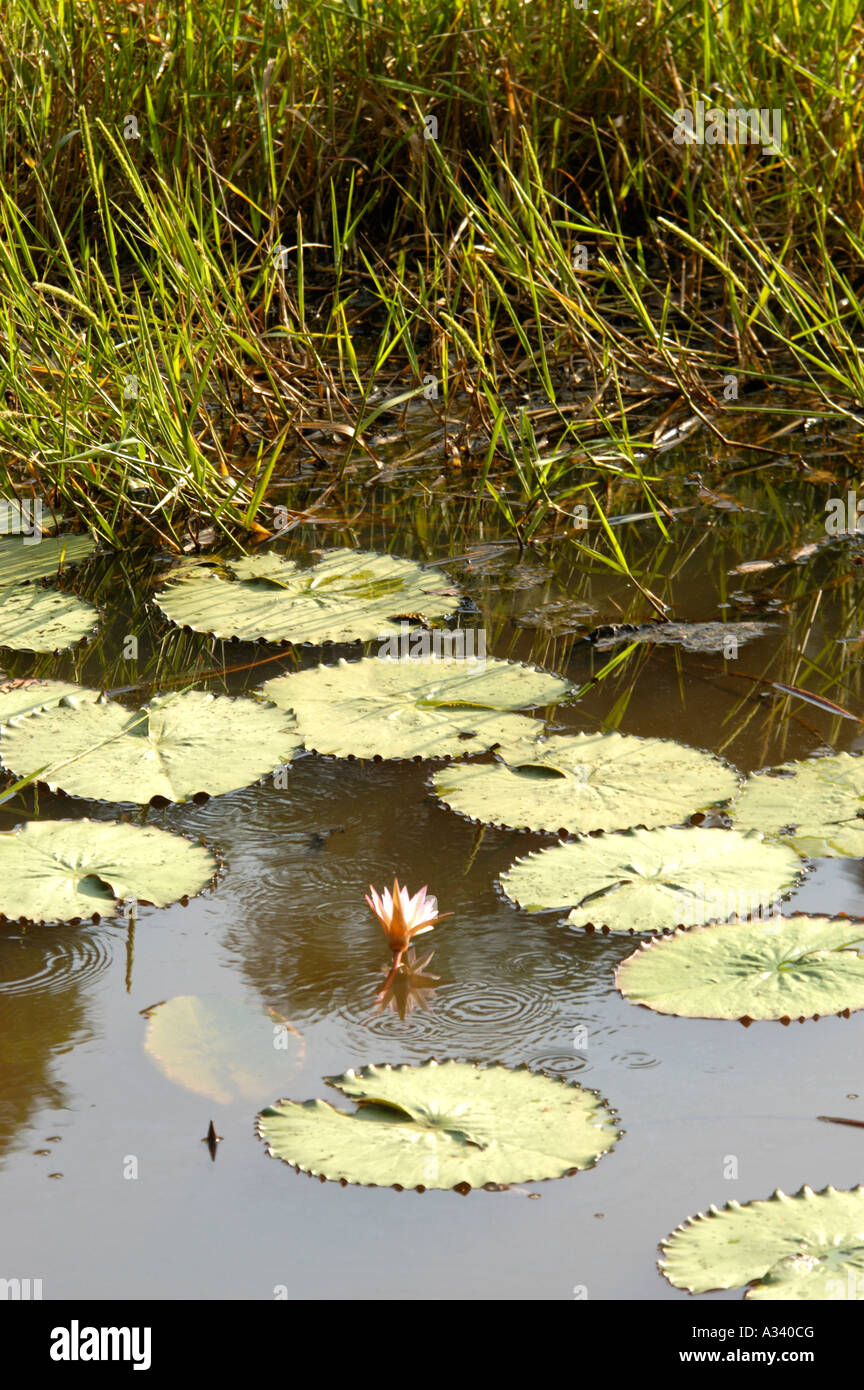 SMALL POND WITH LILIES IN RURAL KERALA Stock Photo - Alamy