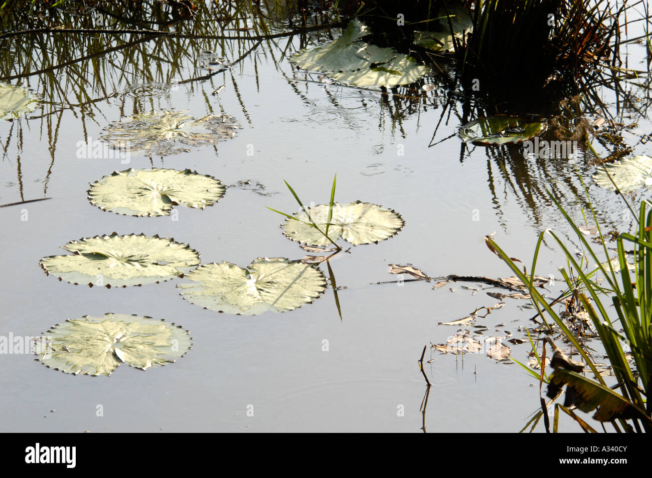 SMALL POND WITH LILIES IN RURAL KERALA Stock Photo - Alamy